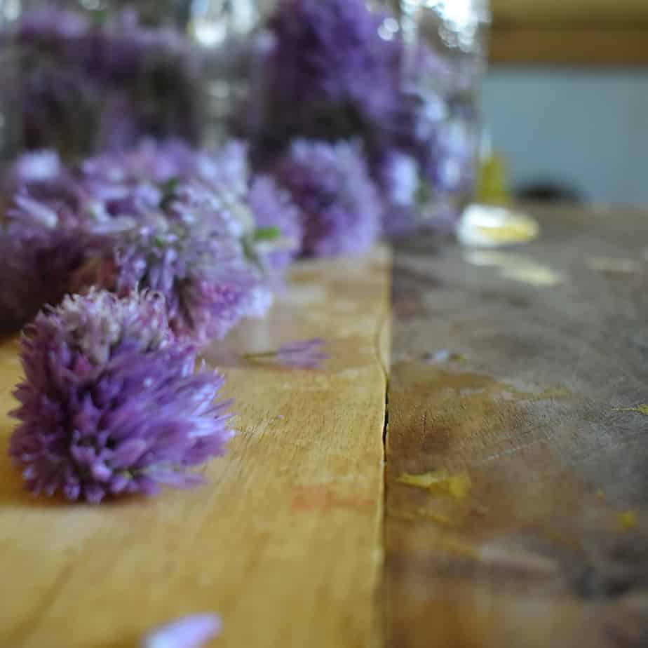 How to Make Beautiful Chive Flower Vinegar * Living Driftless