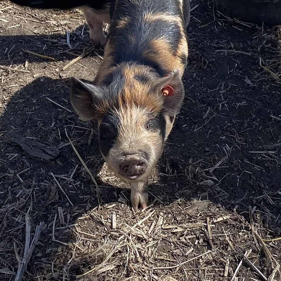 5 Best Beginner Animals for New Homesteaders * Living Driftless